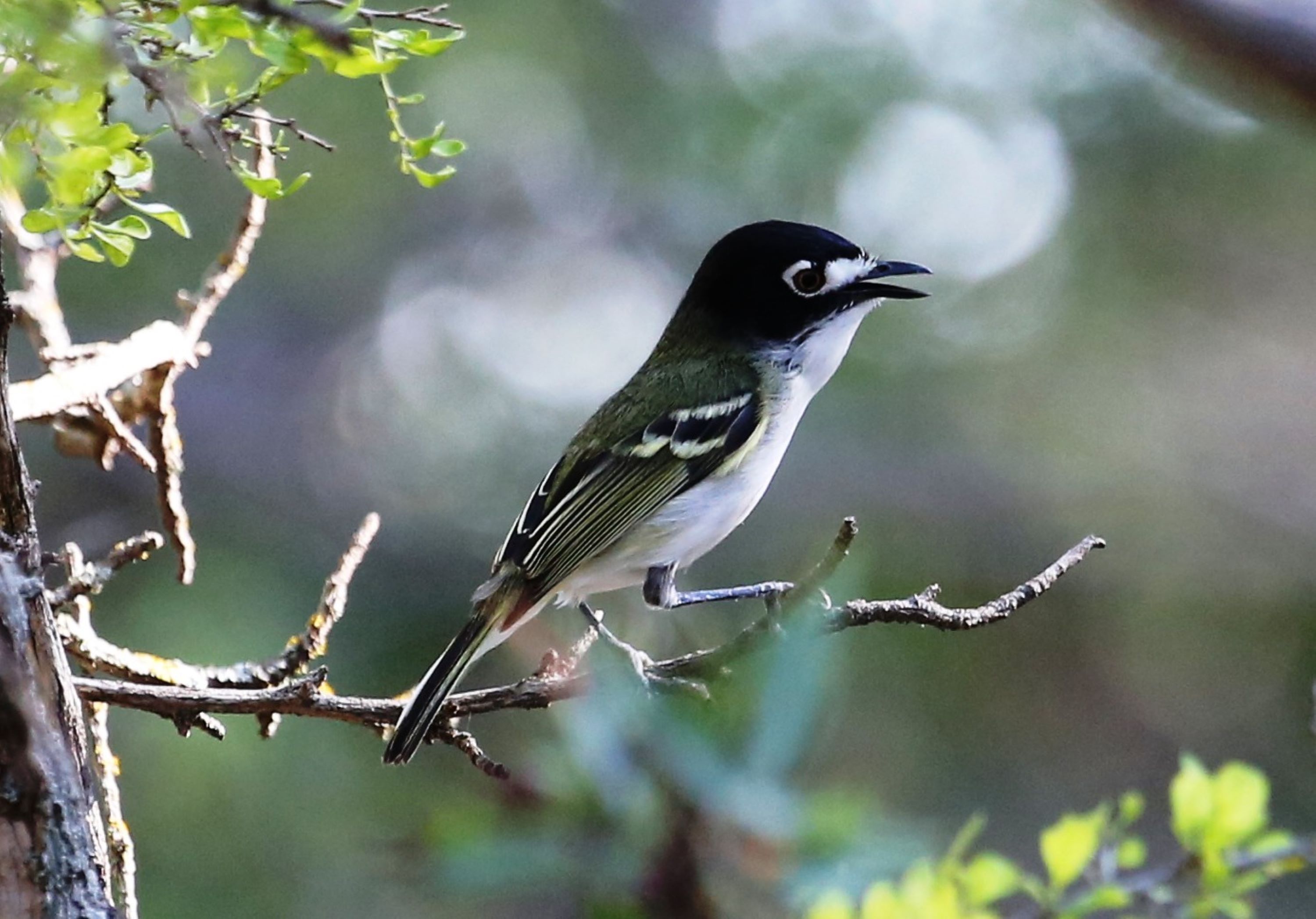 Black Capped Vireo Banner Fws Gov